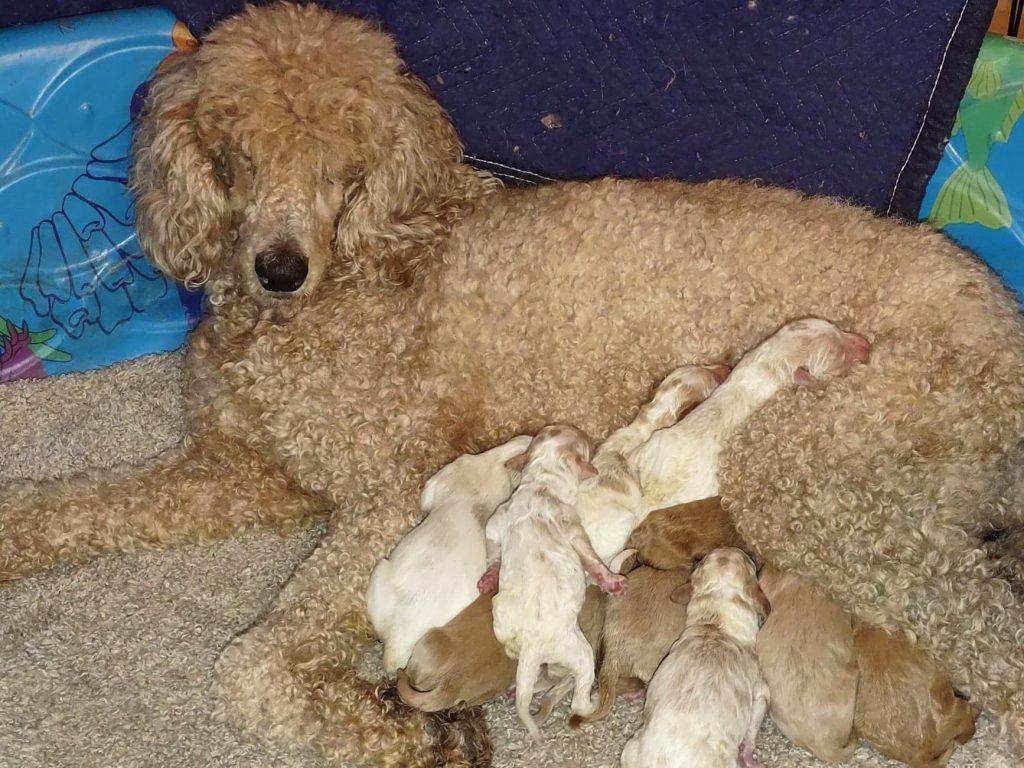 Standard Poodle Puppies – Prestige Dogs of Distinction