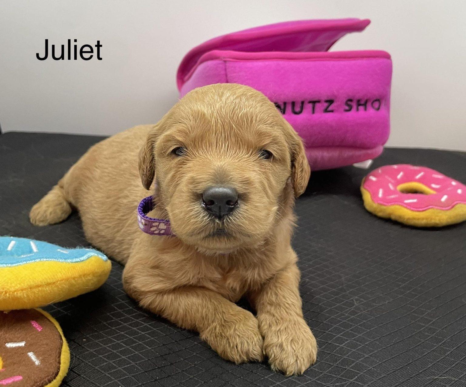 Goldendoodle Puppies – Prestige Dogs of Distinction