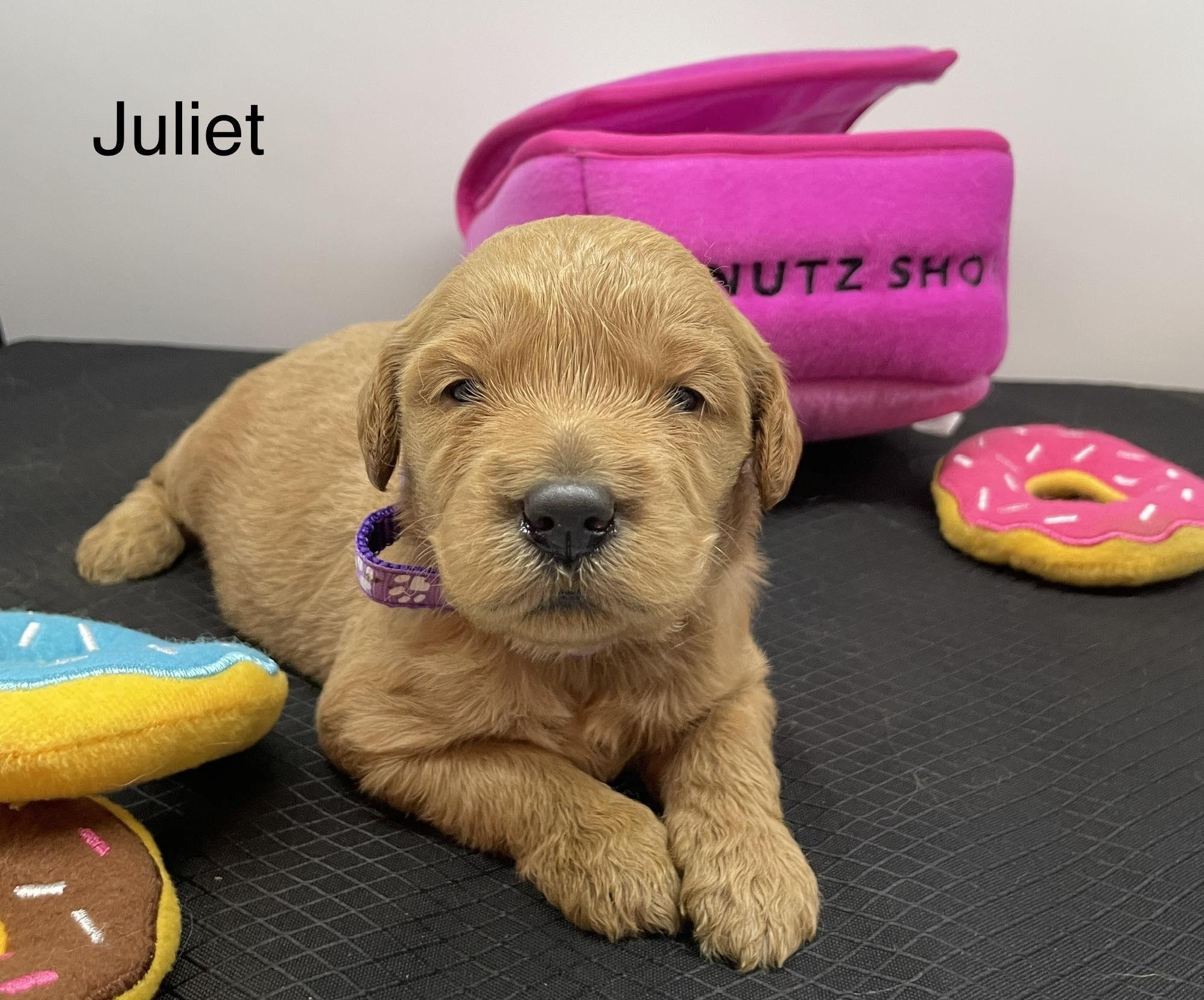 Goldendoodle Puppies – Prestige Dogs of Distinction