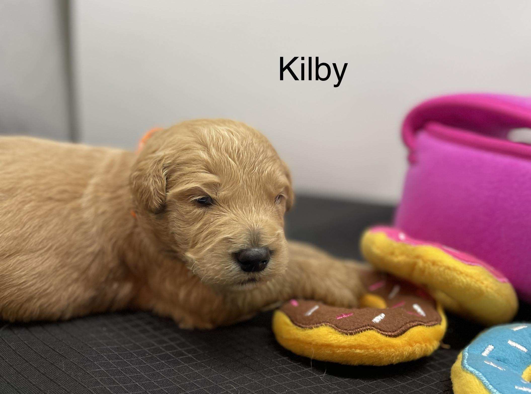 Goldendoodle Puppies – Prestige Dogs of Distinction