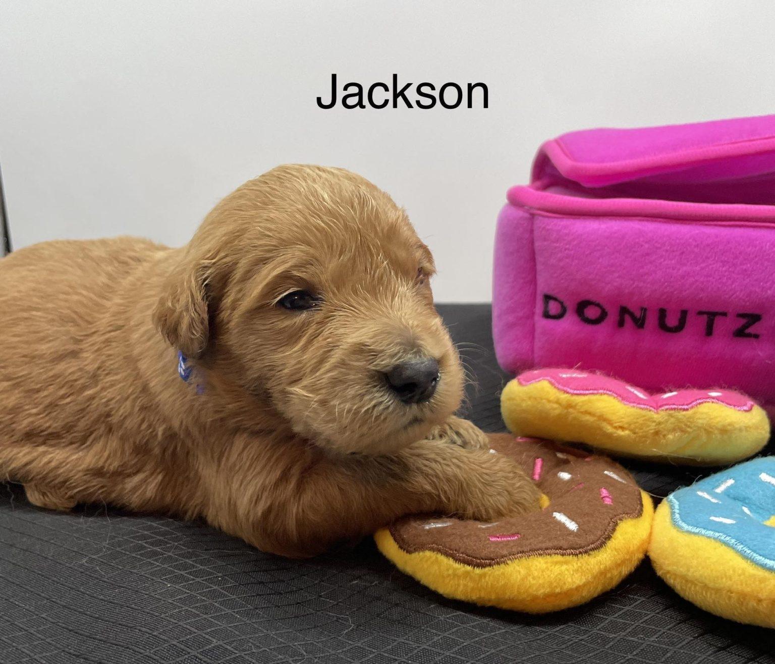 Goldendoodle Puppies – Prestige Dogs of Distinction