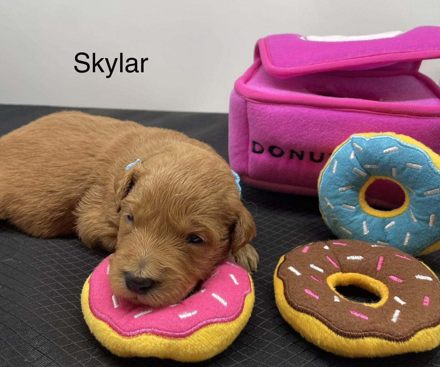 Goldendoodle Puppies – Prestige Dogs of Distinction