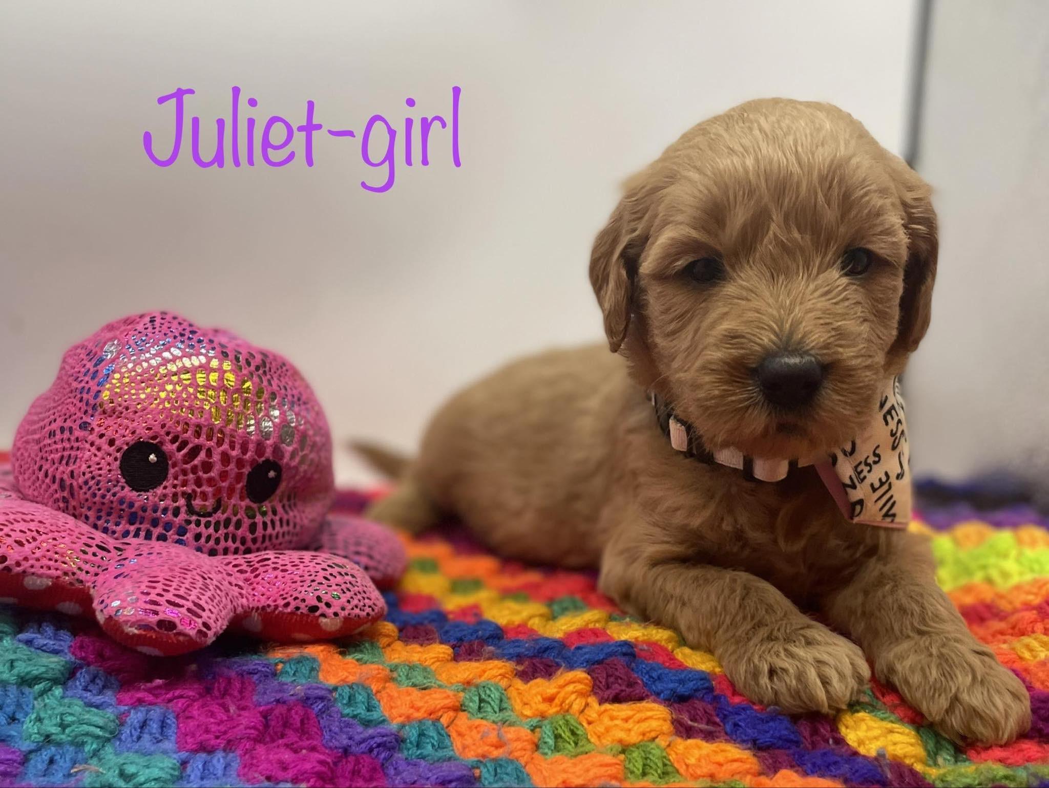 Goldendoodle Puppies – Prestige Dogs of Distinction